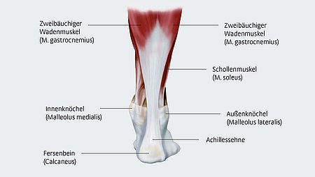 Achillessehne: Anatomie, Funktion und Beschwerden | medi