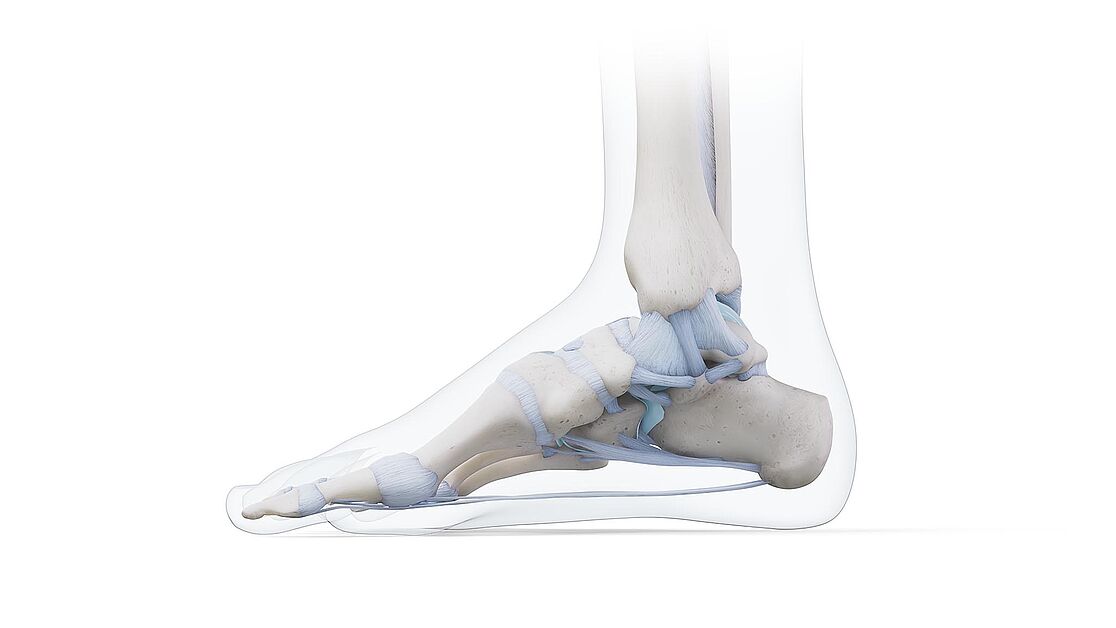 Ankle joint: anatomy, structure C functions| medi