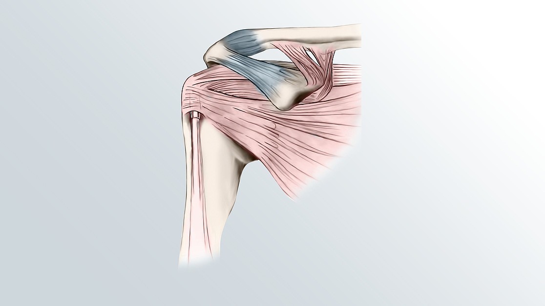 Shoulder - anatomy of the shoulder joint | medi